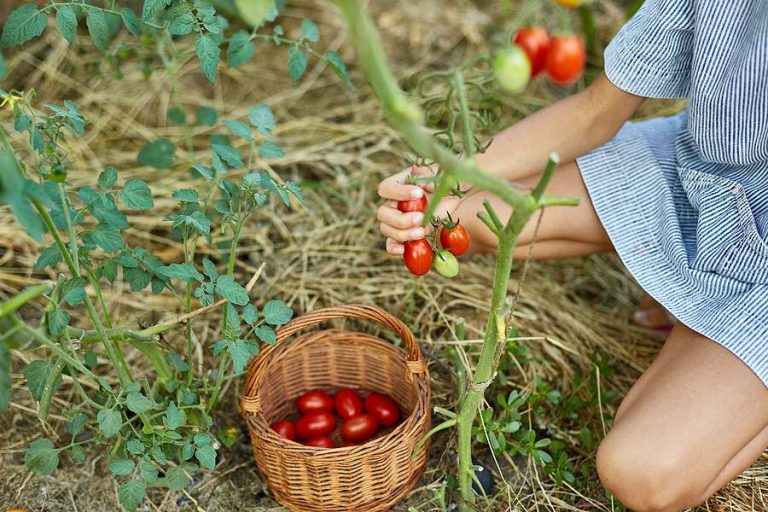 Easy to Grow Vegetables to Plant with Kids – Diary of the Dad